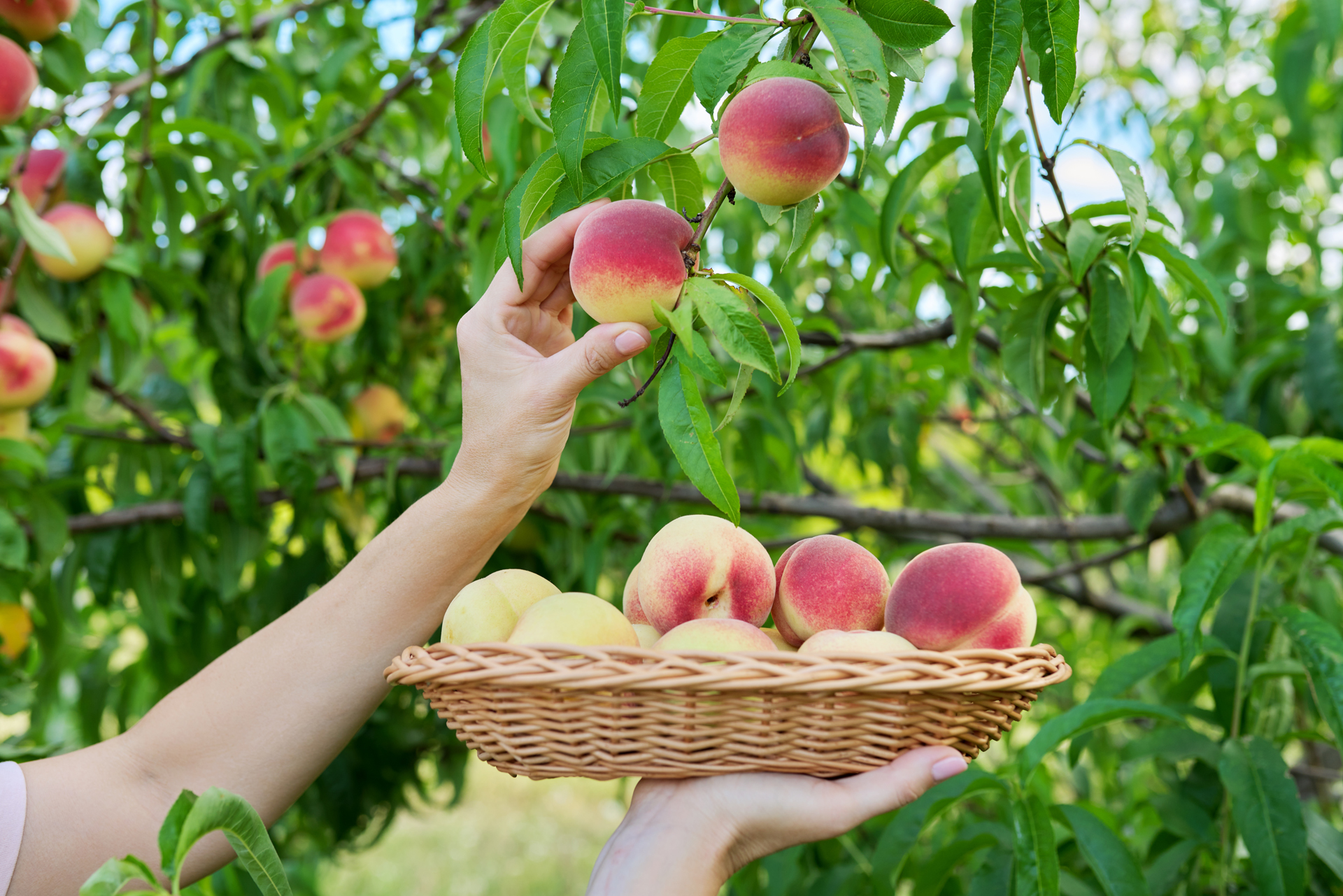 Piersicul (Prunus persica) – Aiorman Sweets